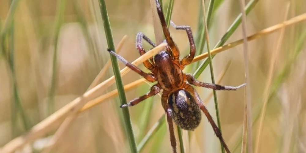 Kādēļ zirnekļu mātītes seksa laikā izliekas par beigtām? Zinātniekiem ...