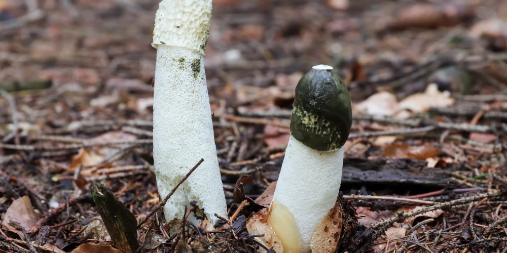 Kur meklēt zemestaukus, un kāpēc tie ir tik ļoti vērtīgi?