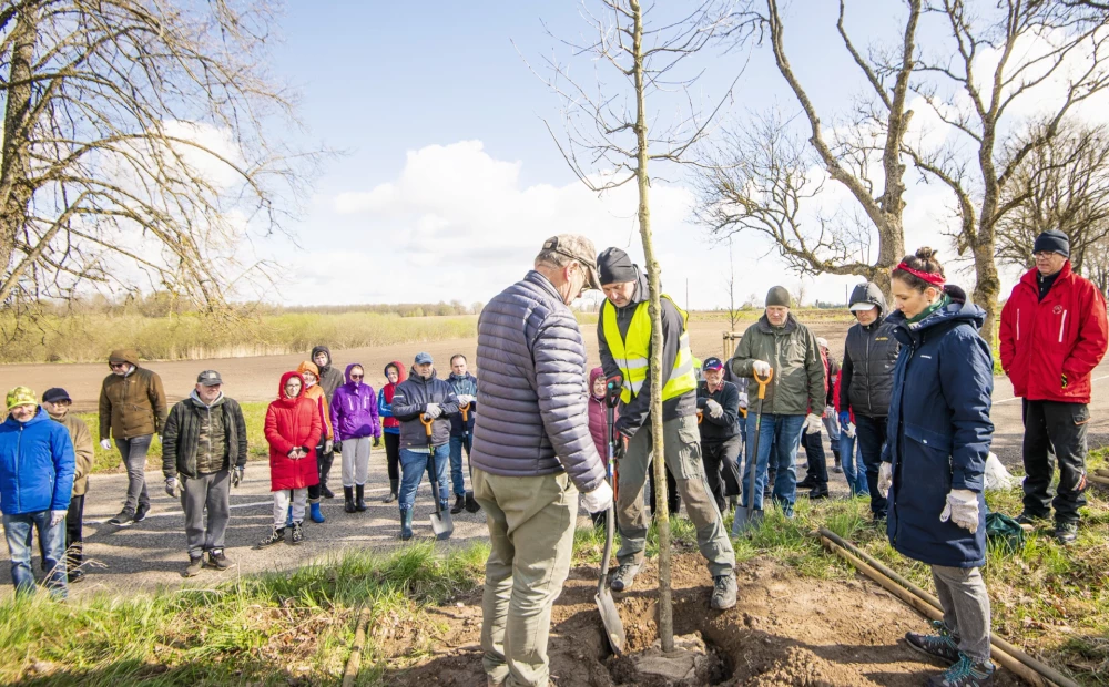 FOTO: Lielauces ozolu alejā iestādīti jauni 27 ozoli