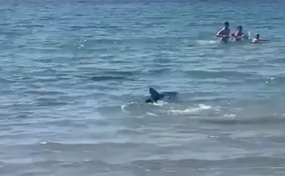 VIDEO: haizivs pie paša krasta Spānijā liek atpūtniekiem panikā bēgt