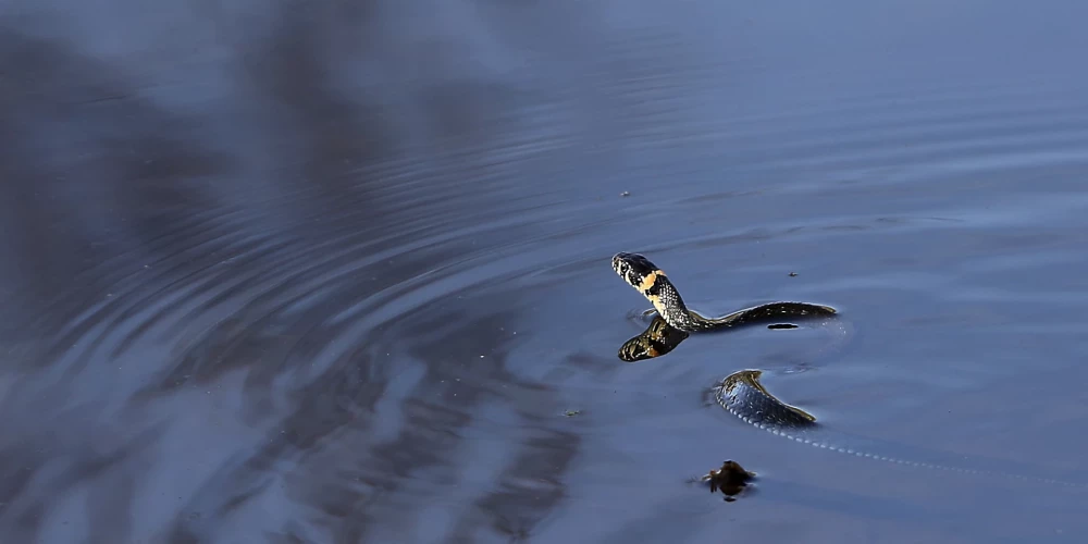 Kliegšana nepalīdzēs! Ko darīt, ja ūdenī gadījies uzskriet virsū zalktim?