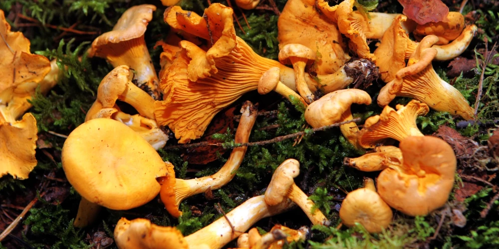 Kā garšīgi pagatavot gailenes, lai tās nezaudētu aromātu un formu