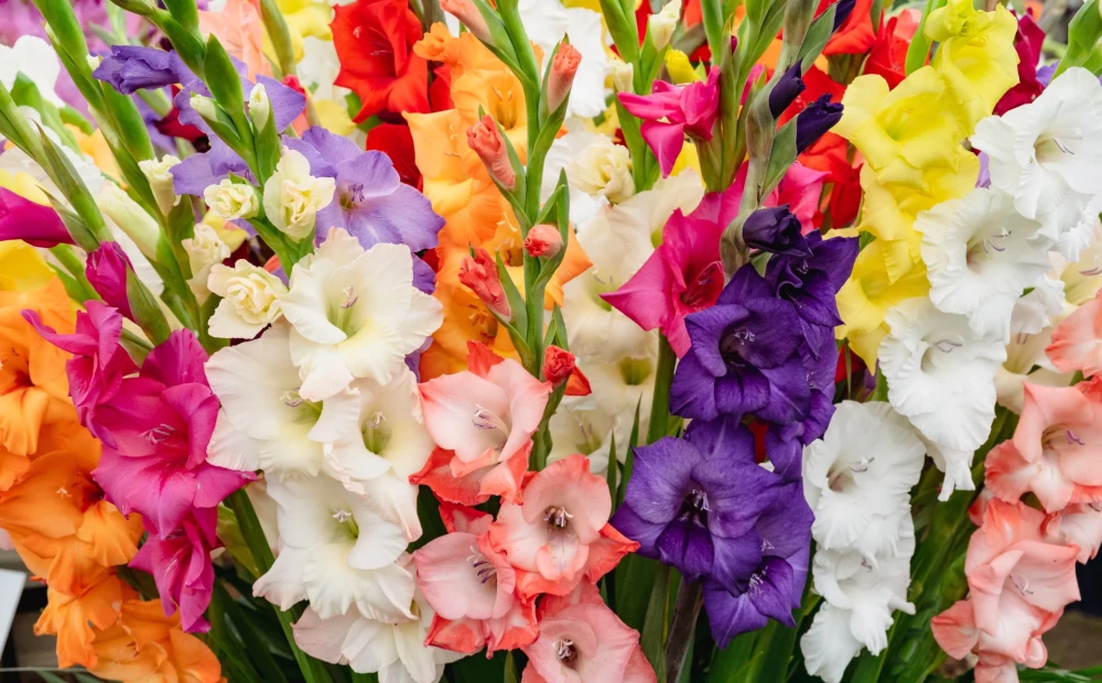 Kā izaudzēt brangas un krāšņas gladiolas?