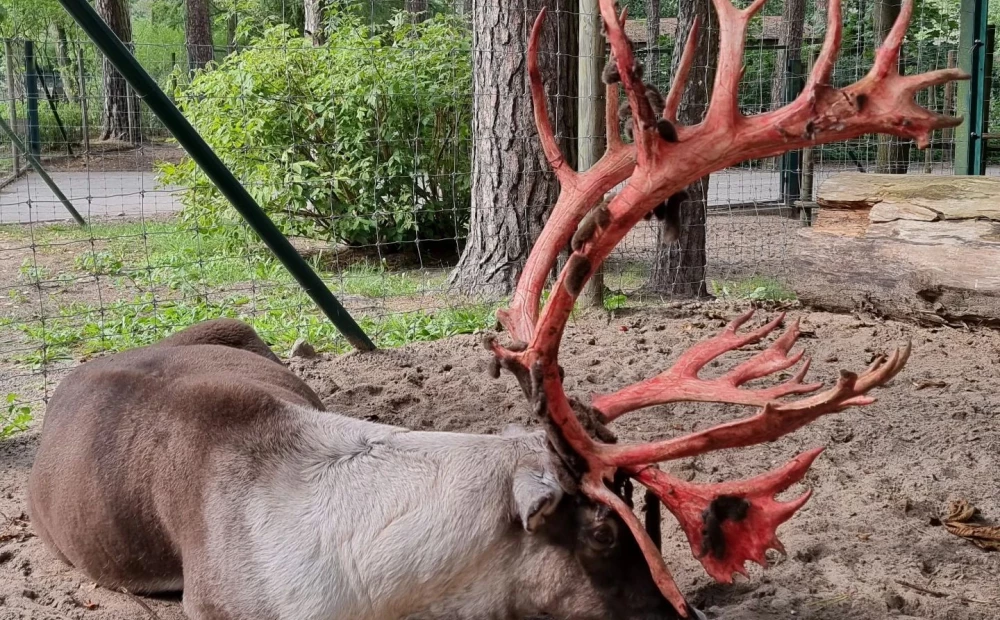 Zoodārza brieža Elmo ragi piedzīvo pārsteidzošas pārmaiņas