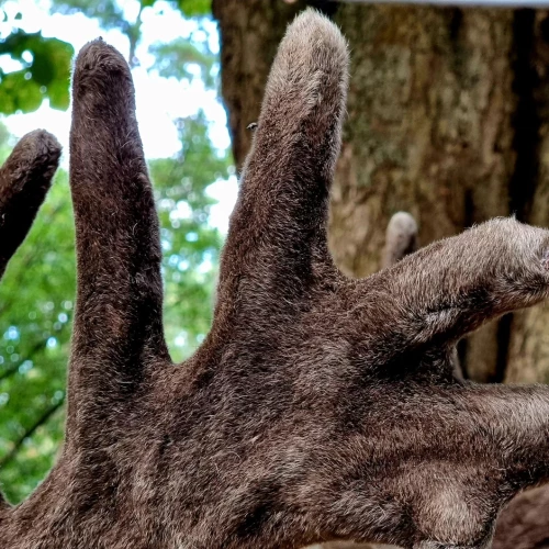 Zoodārza brieža Elmo ragi piedzīvo pārsteidzošas pārmaiņas