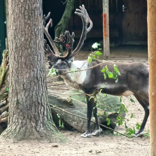 Zoodārza brieža Elmo ragi piedzīvo pārsteidzošas pārmaiņas