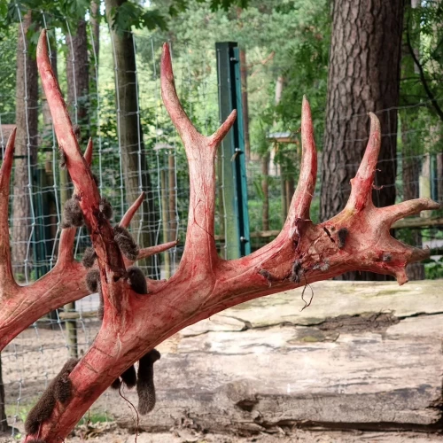 Zoodārza brieža Elmo ragi piedzīvo pārsteidzošas pārmaiņas