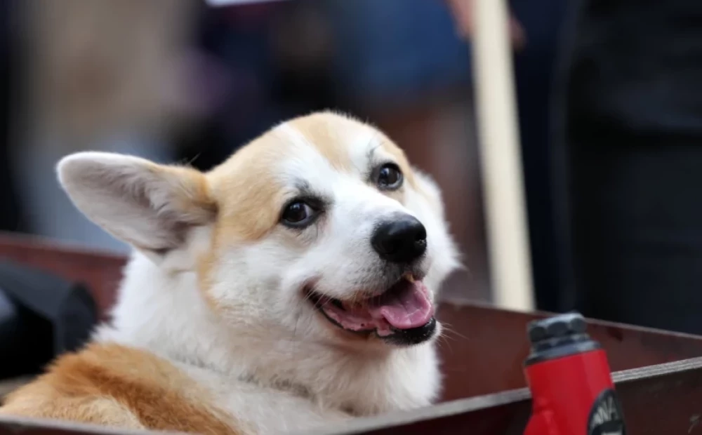 Держать собак на цепи и привязи в Латвии запретят