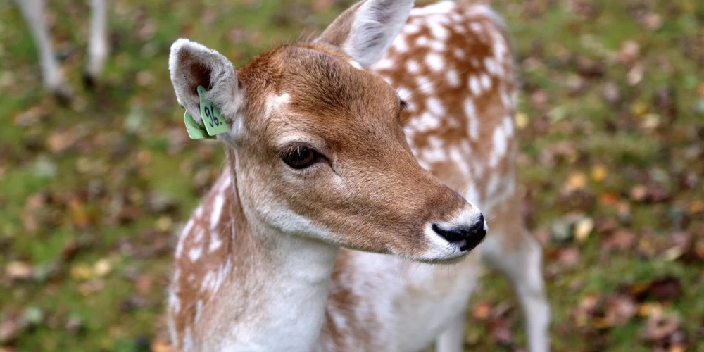 Ko vēl nezināji par 2024. gada dzīvnieku - stirnu?