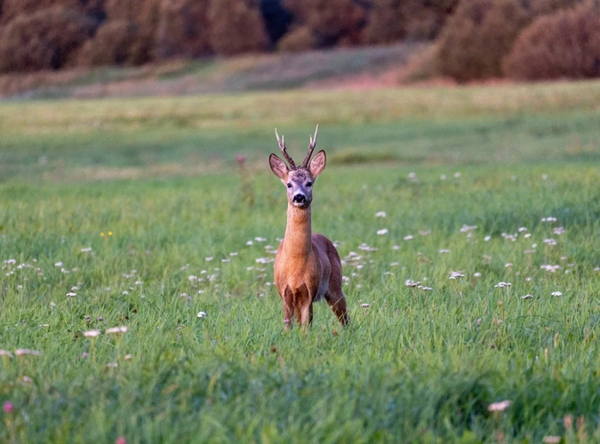Video: uzmanību - stirnas! Mīlīgais un bīstamais gada dzīvnieks Latvijā