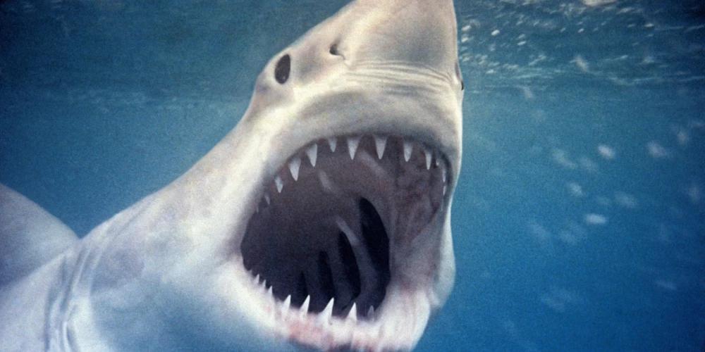 Austrālijas pludmalē iedzīvotājus sabiedē lielā baltā haizivs