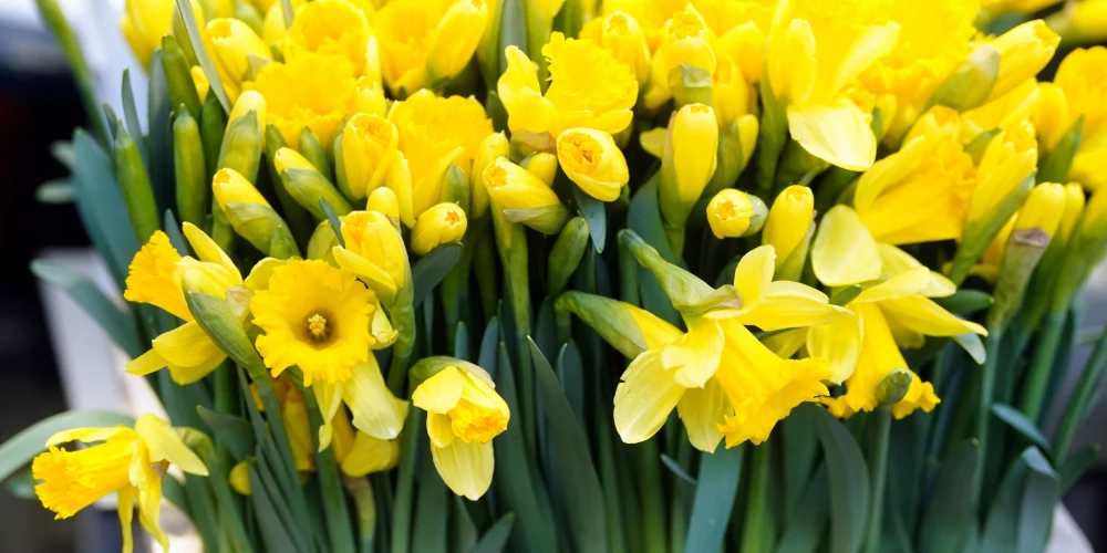 Sestdien debesis skaidrosies un vietām uzspīdēs saule