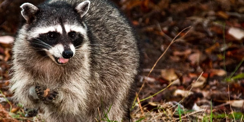 Tokijā jenots no mājdzīvnieka kļuvis par draudu; cīnās ar to skaita ...