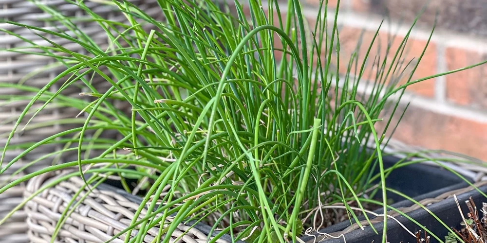 Maurlociņi - vitamīnu avots un īsta dārza rota. Uzzini, kāpēc tev tie ...