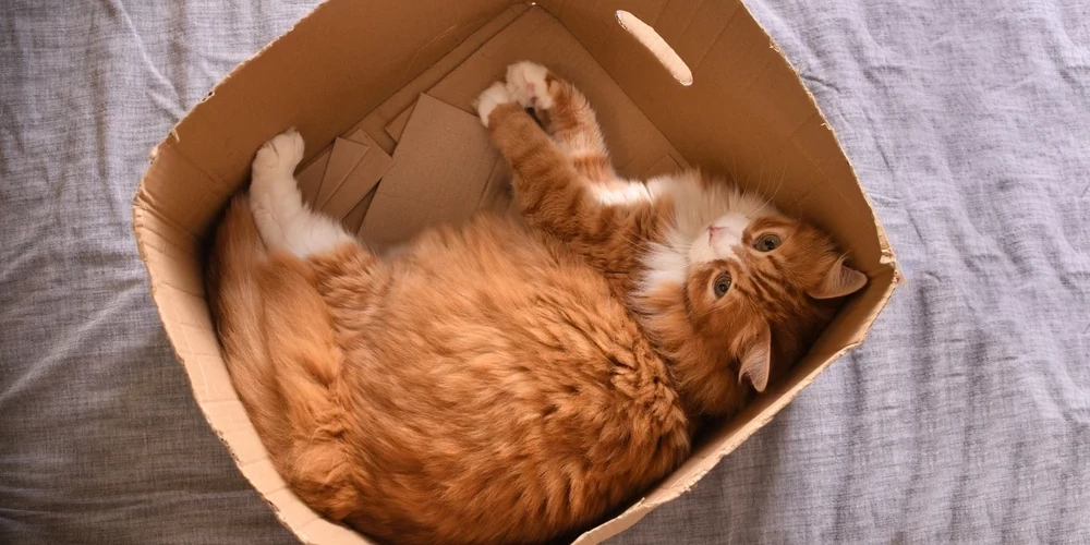 Почему коты так любят лежать в коробках?