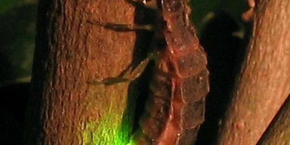 2025. gada kukainis - jāņtārpiņš