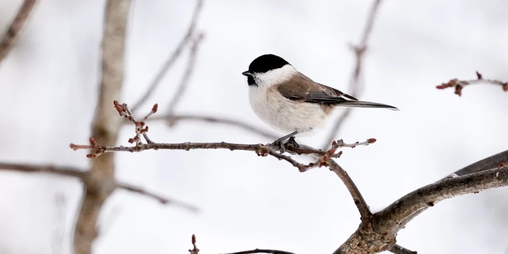 Ziema tā arī neiestāsies - sinoptiķi atklāj, kādi laikapstākļi gaidāmi ...