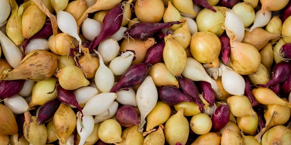 Balti, sarkani, šalotes un saldie sīpoli - kā šos brīnumus izaudzēt ...