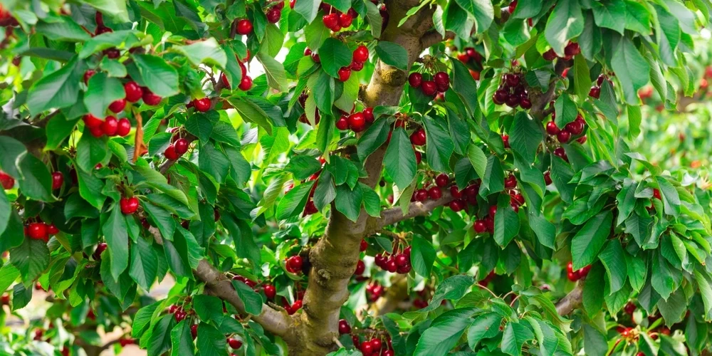 Četras iedarbīgas metodes pret laputīm saldajos ķiršos