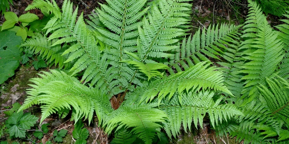 Papardes priecē ne tikai Jāņos - padomi tiem, kuri vēlas to audzēt savā ...