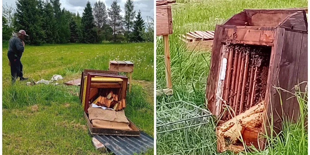 Valmieras novadā paviesojies lācis, iznīcinot kādas saimniecības bišu ...